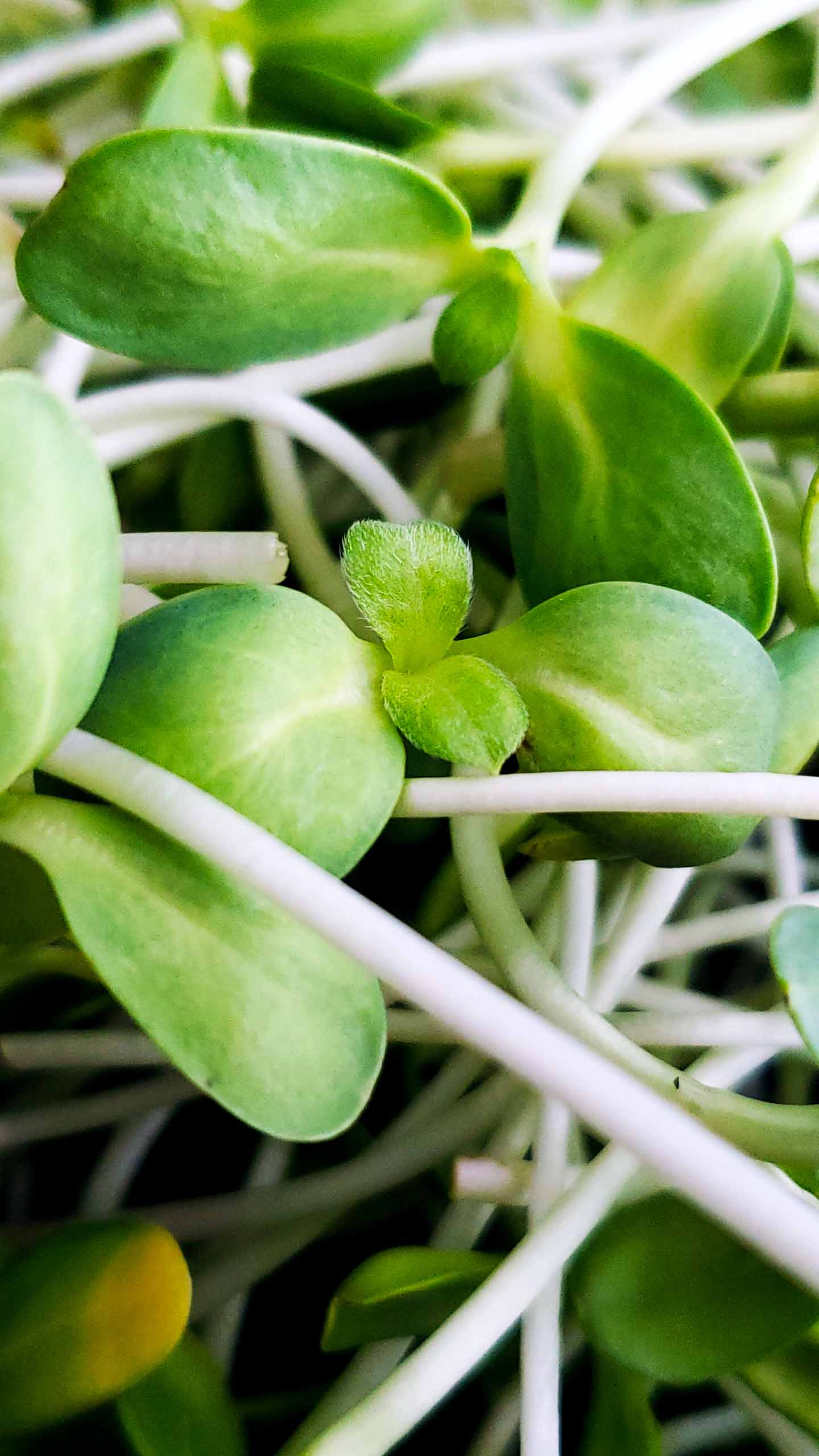 Fresh Cut Sunflower Micro Greens | Greens N Things Urban Farm
